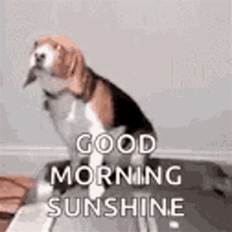 Good Morning Sunshine Meme Dog Can I Share Something Personal With