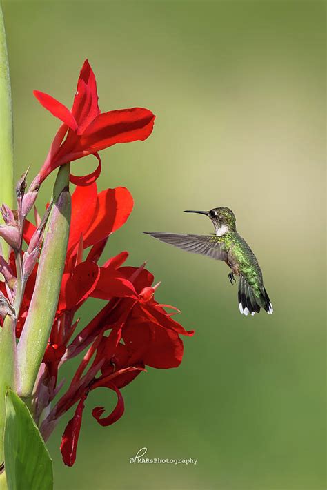 Female Ruby Throated Hummingbird Photograph By Mark Robinson Fine Art America
