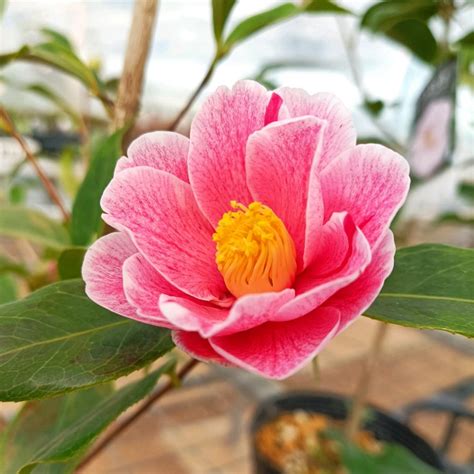 山茶花什么季节开花 藤本月季网