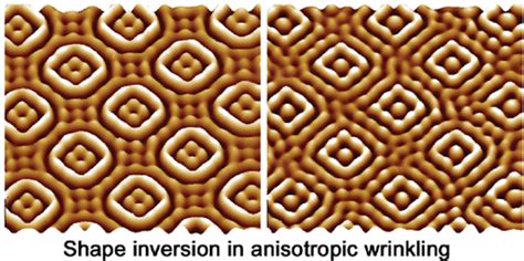 Complex Pattern Formation By Adhesion Controlled Anisotropic Wrinkling