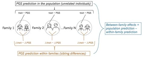Polygenic Score Prediction Within And Between Sibling Pairs For