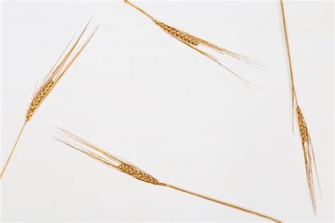 빛에 착색 호밀 골드의 장식 스파이크 황금 색칠 된 귀 금속 색 복사 공간이 있는 창의적인 레이아웃 풍부한 수확 개념 10월에 대한 스톡 사진 및 기타 이미지 Istock