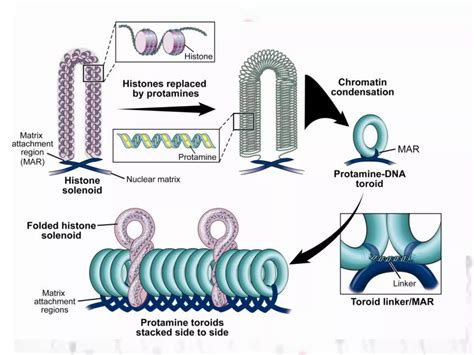 Sperm Dna Fragmentation Pptx