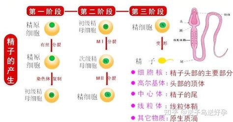 精子是如何发育成长的？ 知乎