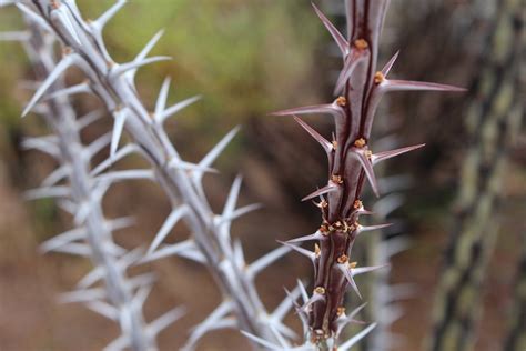 Thorns Plant Free Photo On Pixabay
