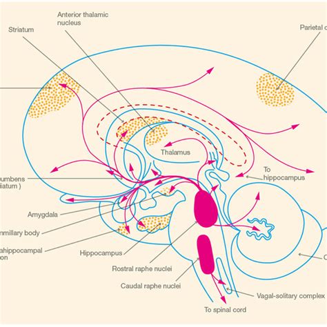 schematic illustration of brain areas involved in spatial memory and