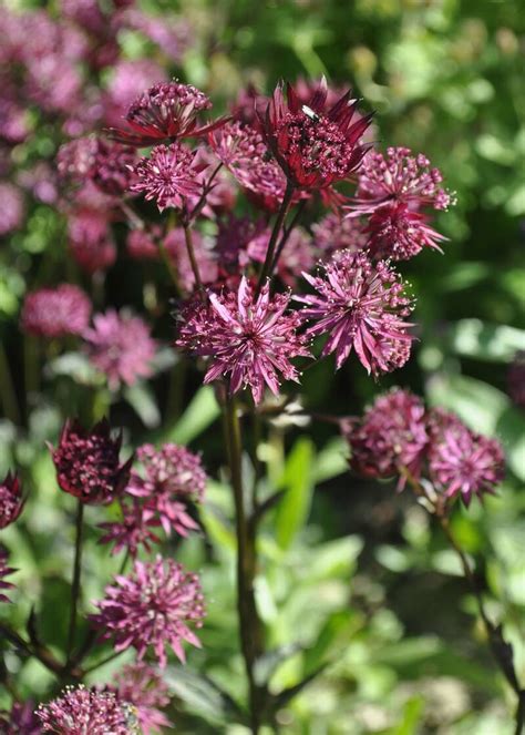 Astrantia Masterwort Plant And Care Guide Claire Austin