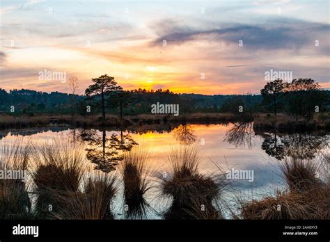 Trees In Reflection At Sunset Stock Photo Alamy