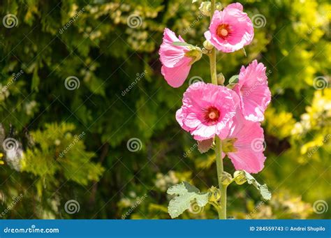 Pink Flowers On Plants In The Park Nature Stock Image Image Of