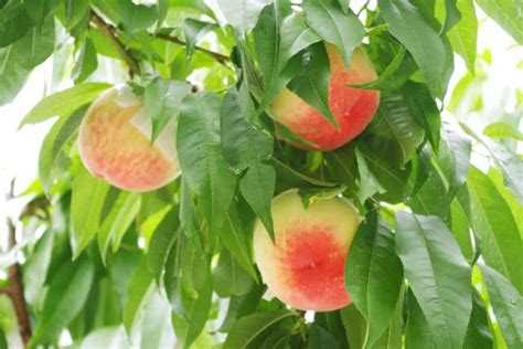 Nombres De 40 Frutas En Japonés