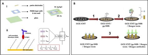 A I Capacitive Immunosensor Design And Ii Working Principles