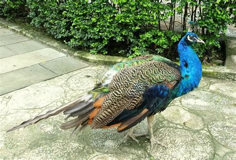 The Coolest Birds In The World 10 Awesome Species You Should Know