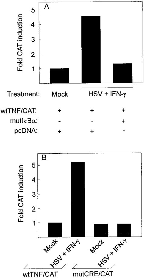 Role Of Nf B And Cre Binding Factors In Activation Of The Tnf Promoter Download Scientific