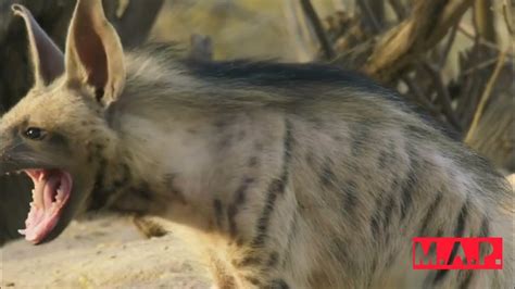 აფთარი საქართველოში Youtube