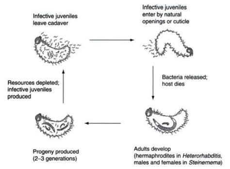 1 Life Cycle Of Entomopathogenic Nematodes Griffin Et Al 2005 Download Scientific Diagram