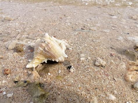 Different Sea Conch Shells In A Row Stock Image Image Of Element