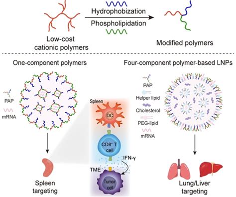 A Versatile Strategy To Transform Cationic Polymers For Efficient And Organ‐selective Mrna