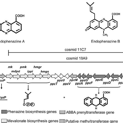 Pdf Aromatic Prenylation In Phenazine Biosynthesis Dihydrophenazine
