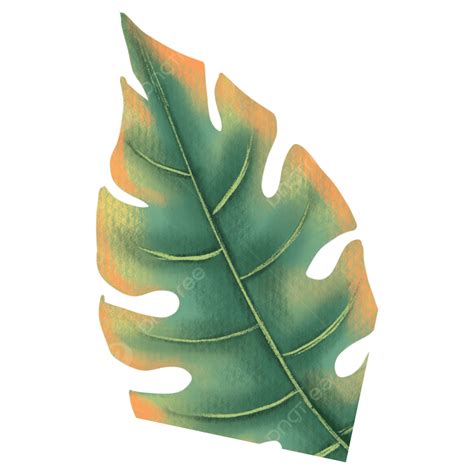 手繪插畫樹葉素材植物素材 葉子 Png元素 裝飾圖案素材圖案，psd和png圖片免費下載
