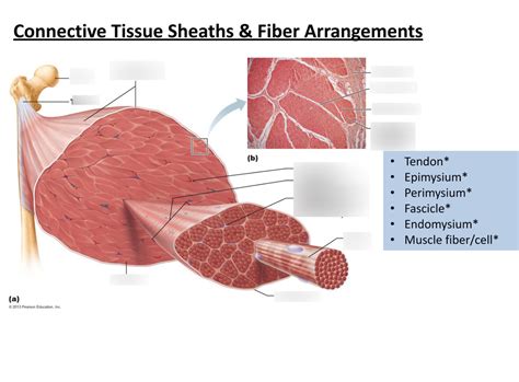 Connective Tissue Sheaths Label Diagram Quizlet