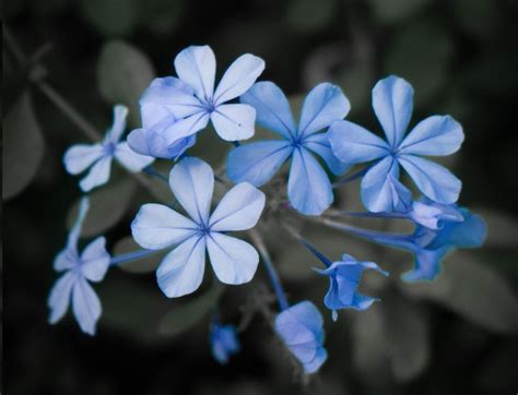 Learn About The Glaucous Color And What It Communicates Hipfonts