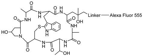 Xfd555 Phalloidin Aat Bioquest
