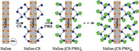 Schematic Diagram Of The Layer By Layer Self Assembly Of The Download Scientific Diagram