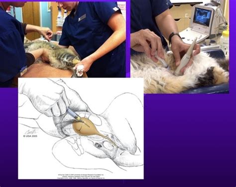 Cystocentesis Flashcards Quizlet