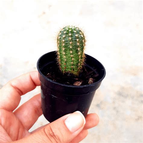 Please Some Help With Id Rcacti