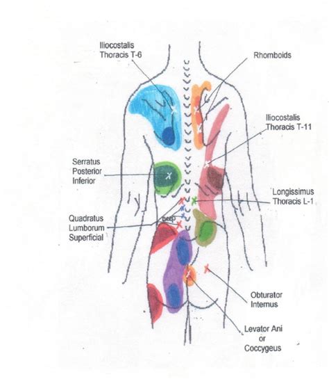 Muscle Testing Point Muscle Attachments Trigger Point Referrals