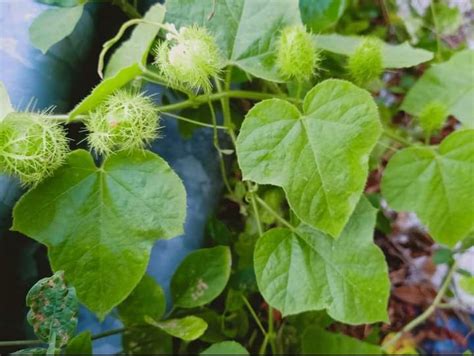 Pokok Letup Letup Atau Ulat Bulu Lazada