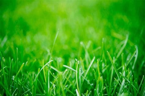 Kentucky Bluegrass Green Solutions Land Care