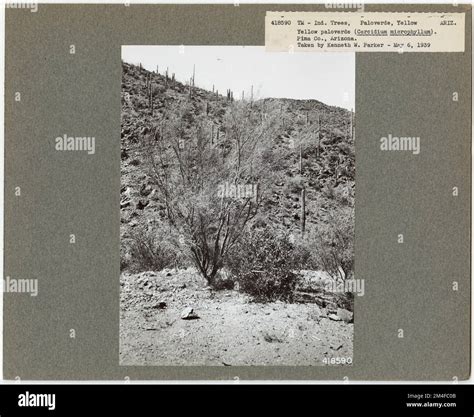 Tree Identification Paloverde Photographs Relating To National Forests Resource Management