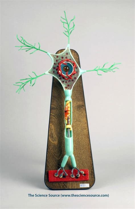 Motor Neuron Model