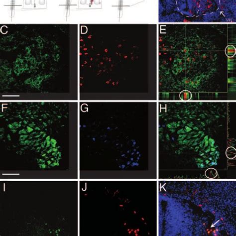 Expression Of Neuronal Markers By Human Cells After Integration Into Download Scientific