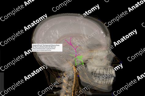 Superficial Temporal Branches Of Auriculotemporal Nerve Left