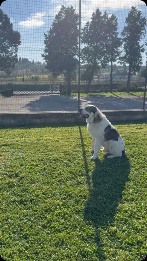 Середньоазіатська вівчарка Шомбай та Адель Gayar Gayas Вихованці розплідник