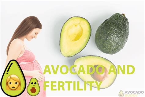 What Are The Benefits Of Avocado Sexually Avocado Buddy