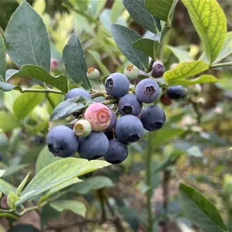 准备好了莓芸岭鲜生阿子营基地120亩蓝莓可采摘啦 盘龙区 游客 果实