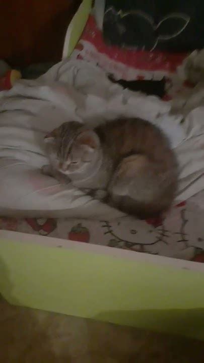 милый котик 😍 Youtube