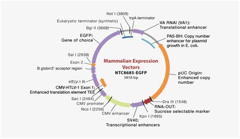 Download Transparent Mammalian Expression Vector Expression Vector PNGkit