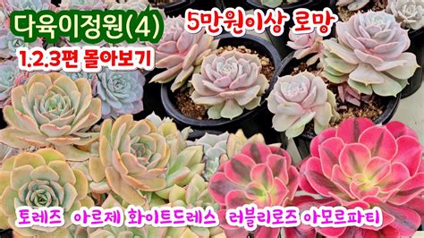 다육이정원4 123편 예쁜 국민 다육이 5000 ~1만원 군생 묵은둥이 토레즈 화이트스노우 흑사금 대품 할인