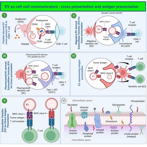 Extracellular Vesicles EV For Cross Presentation And Antigen