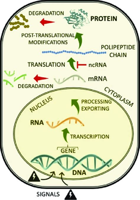 1 General Overview Of Gene Expression The Diagram Depicts Main Download Scientific Diagram