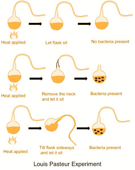 Louis Pasteur Pasteurization Experiment