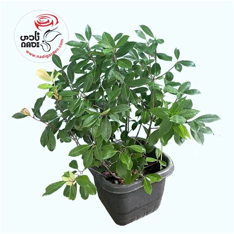 گیاه کاملیا طراحی فضای سبز و فروش اینترنتی گل و گیاه