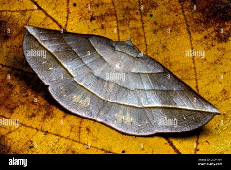 Leaf Mimic Moth Resting On A Leaf In A Tropical Rainforest