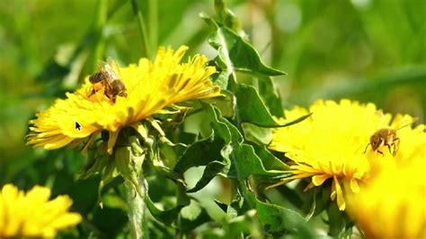 Syed Ahmad Ibtehaj Ali On Linkedin Deeplearning Comingsoon Ai Computervision Trackingsystem