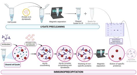 Immunoprecipitation Biorender Science Templates