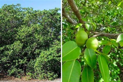 Manchineel Tree Uses And What If It Is Poisonous